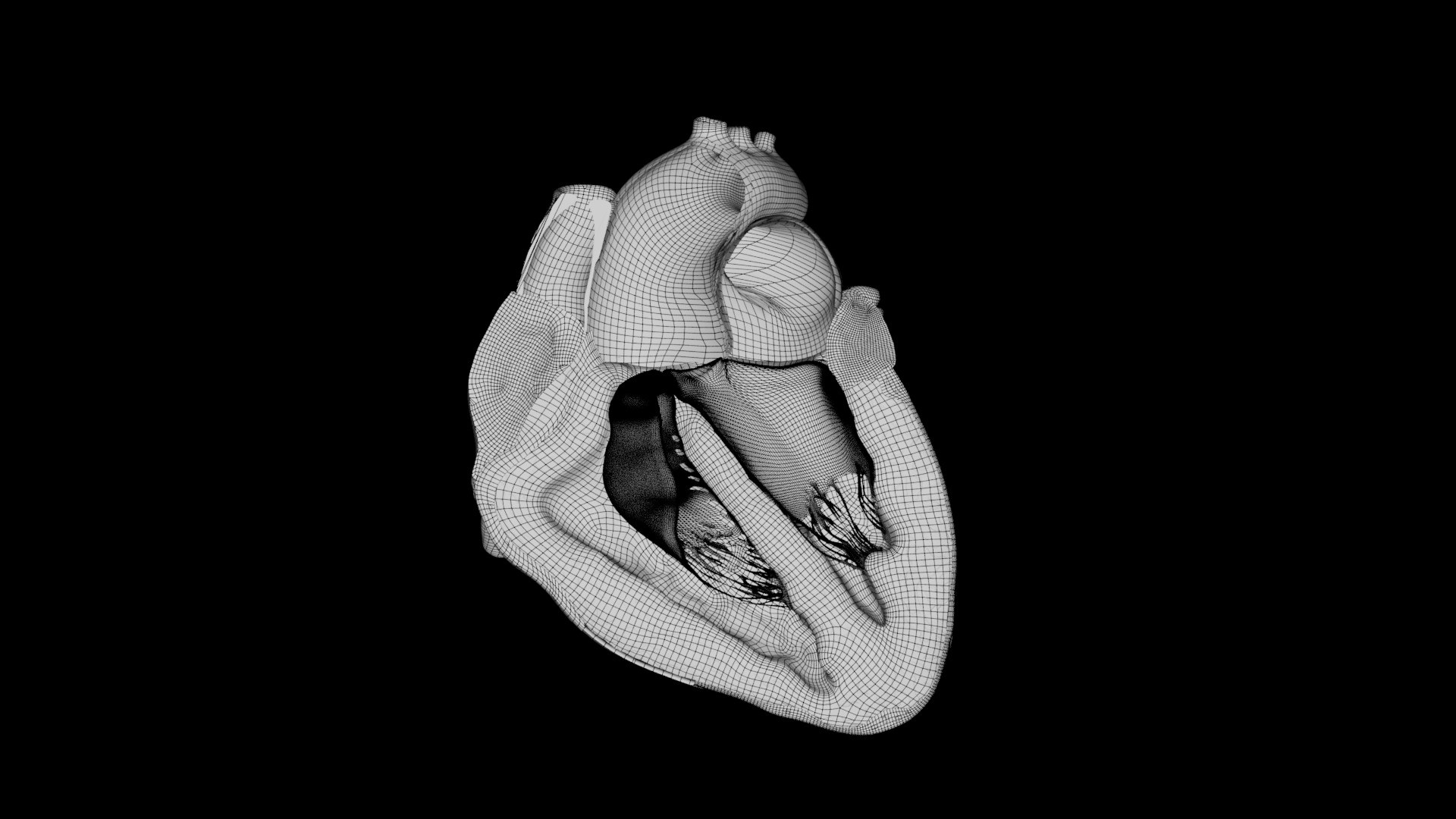 Human Anatomy-Cardiovascular-Heart Cut Section 3D Model - TurboSquid ...