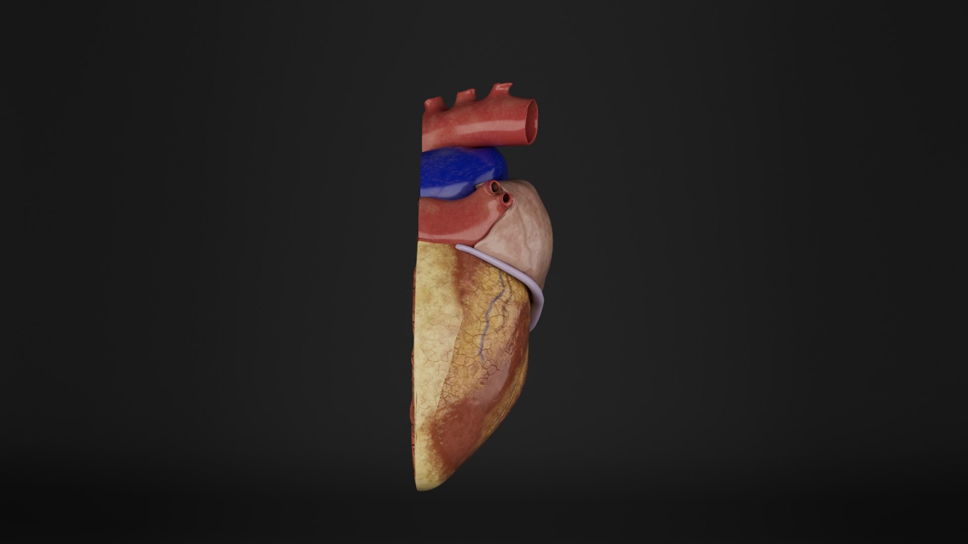 Human Anatomy-Cardiovascular-Heart Cut Section 3D Model - TurboSquid ...