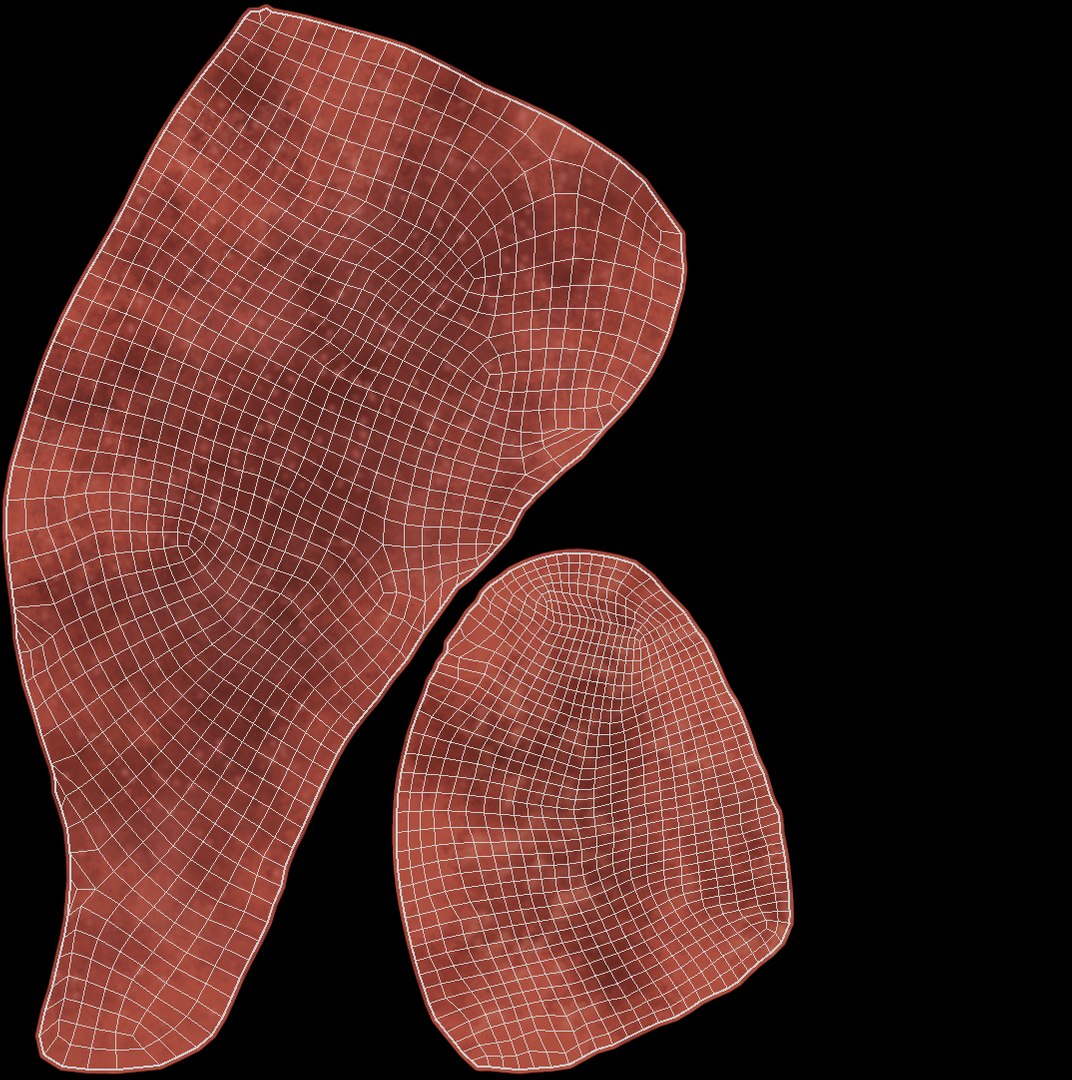 Human Anatomy-Cardiovascular-Heart Cut Section 3D Model - TurboSquid ...