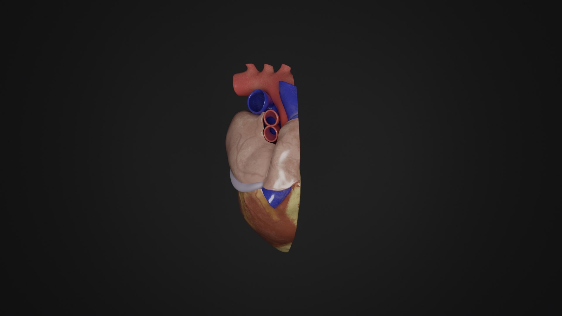 Human Anatomy-Cardiovascular-Heart Cut Section 3D Model - TurboSquid ...
