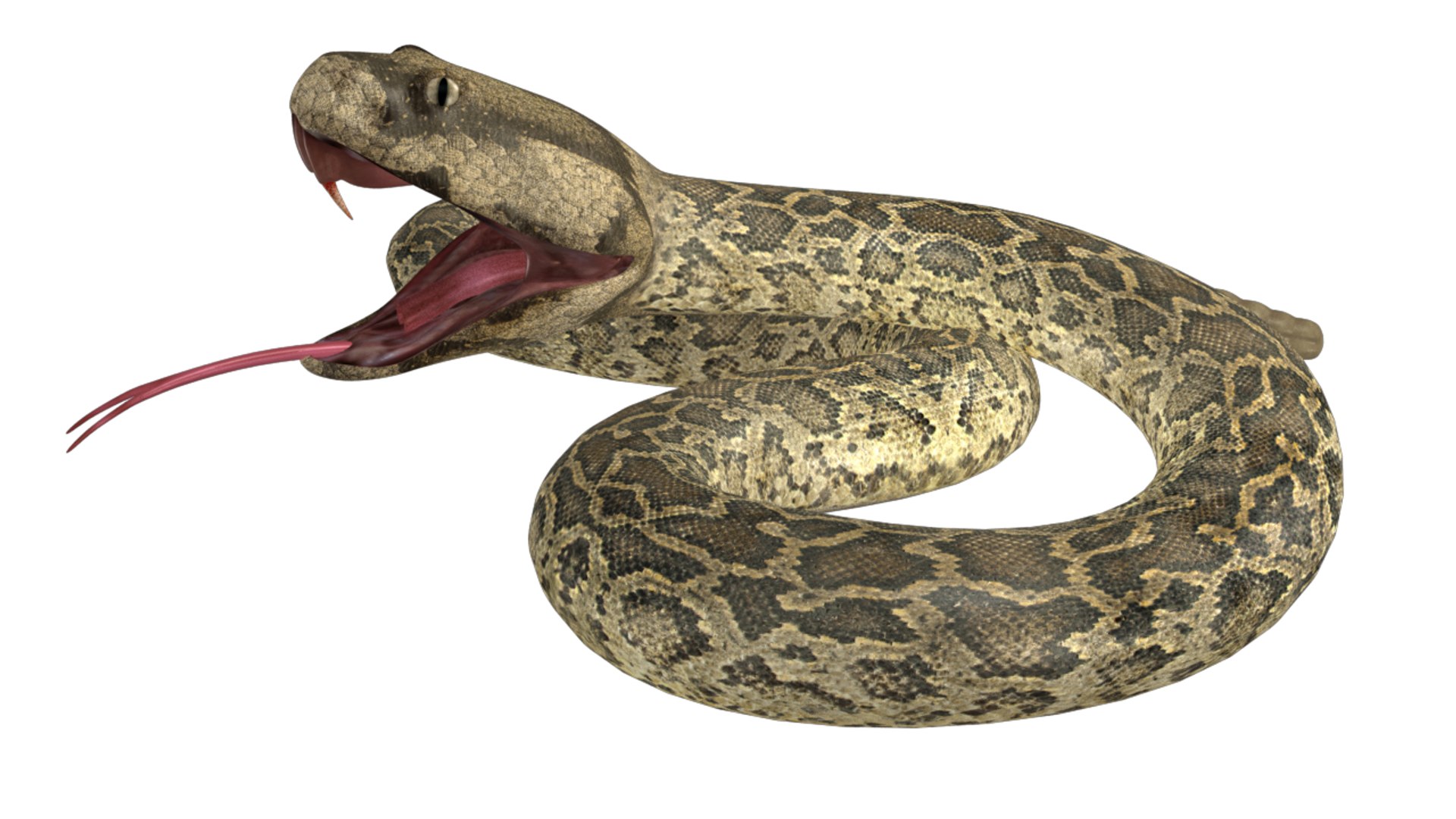 rattlesnakes snakes 3d model