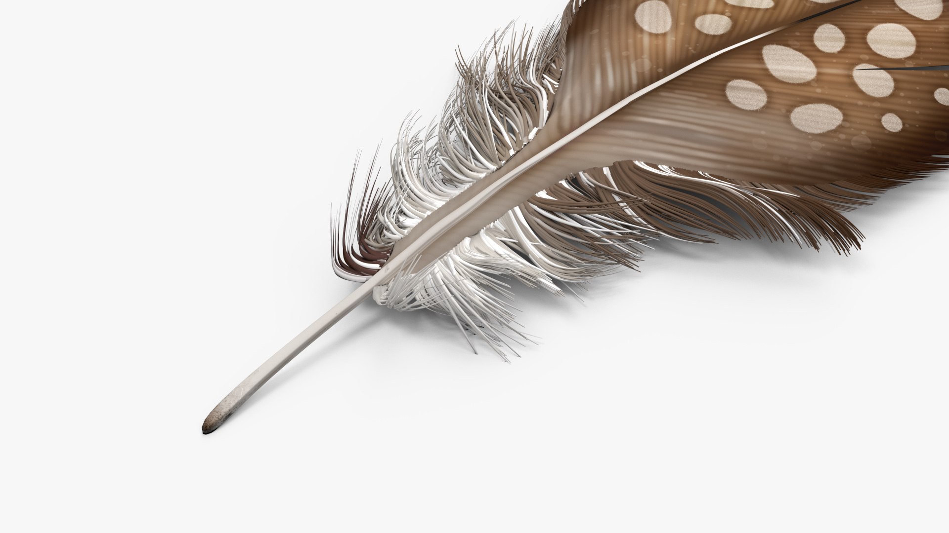 3D Helmeted Gvineafowl Feather Model - TurboSquid 2211807