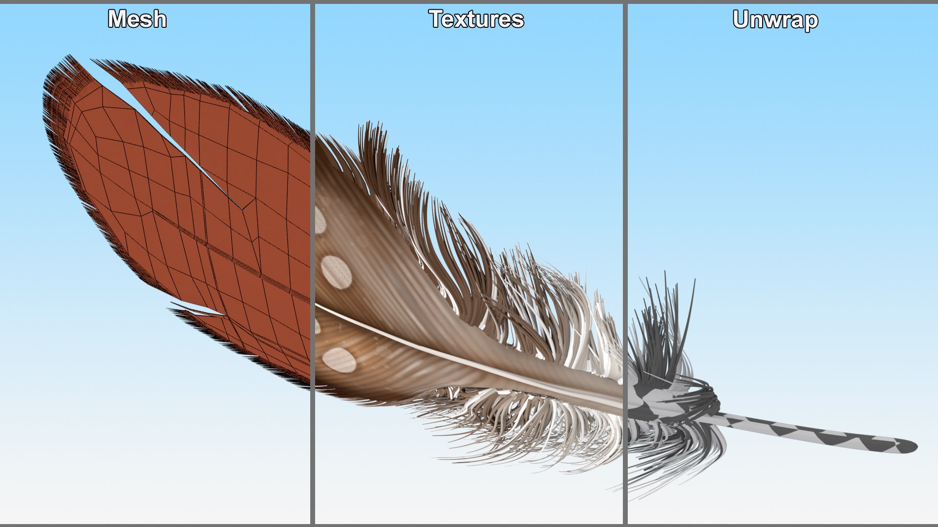 3D Helmeted Gvineafowl Feather Model - TurboSquid 2211807