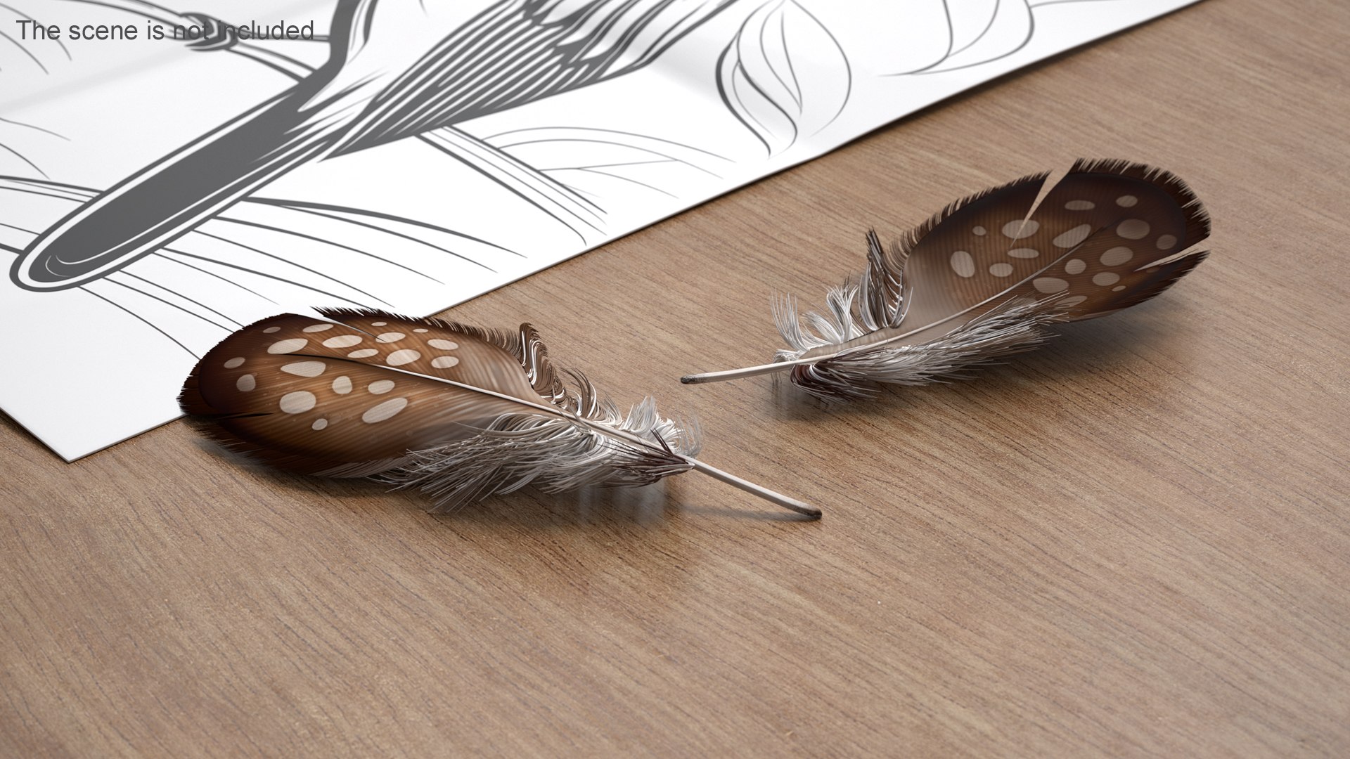 3D Helmeted Gvineafowl Feather Model - TurboSquid 2211807