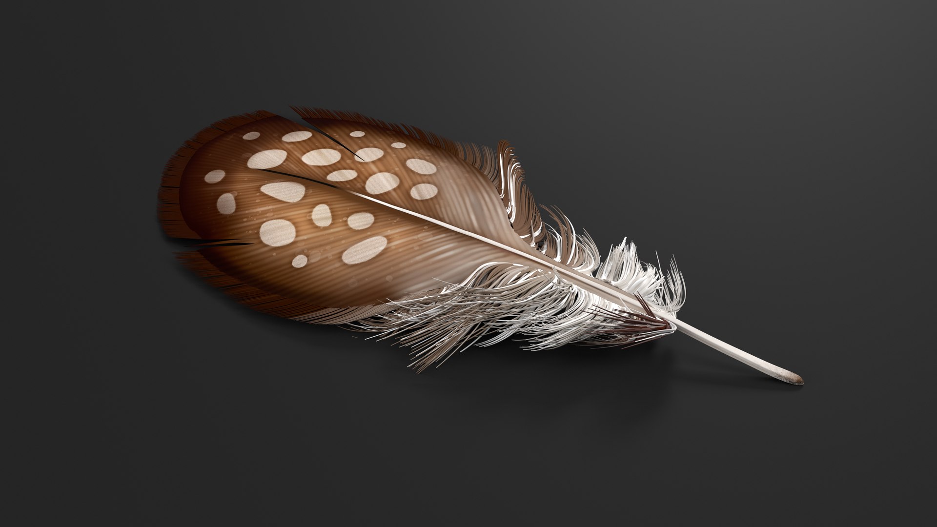 3D Helmeted Gvineafowl Feather Model - TurboSquid 2211807