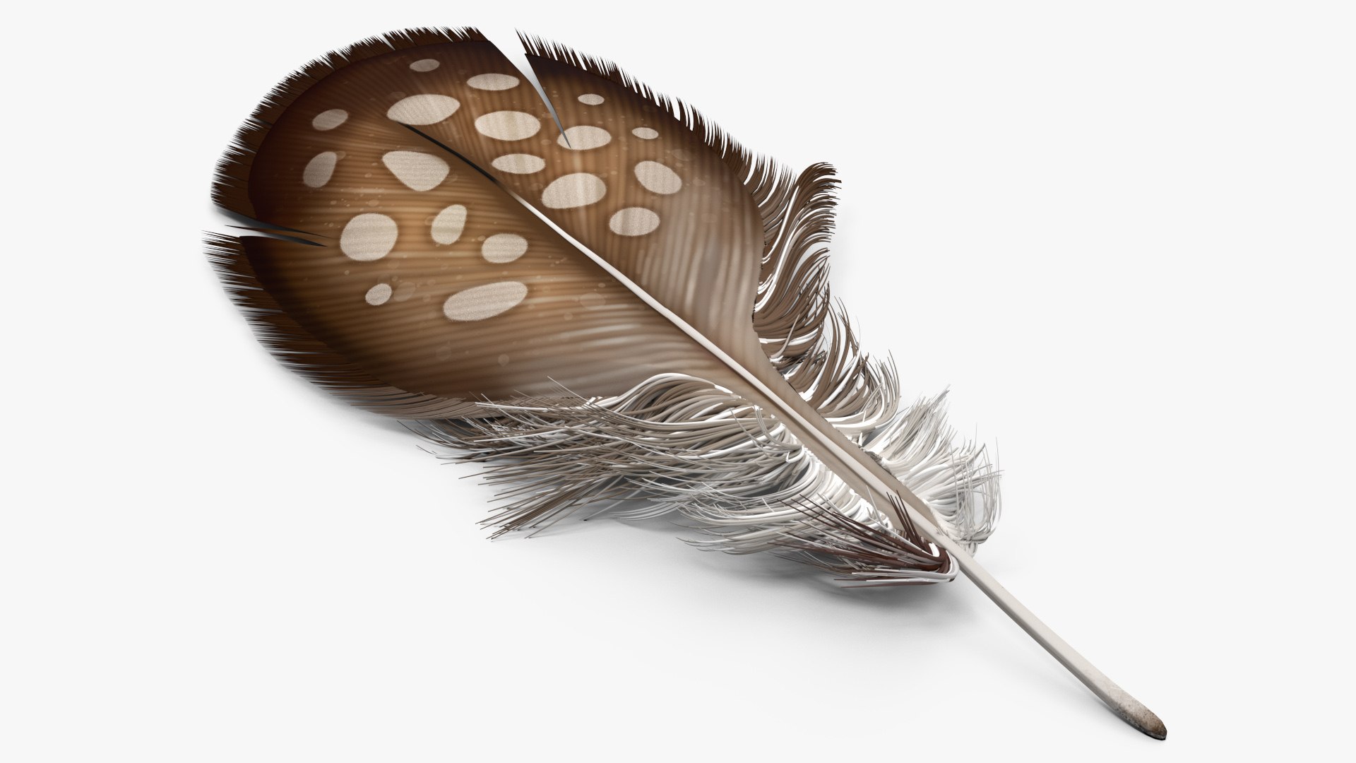 3D Helmeted Gvineafowl Feather Model - TurboSquid 2211807