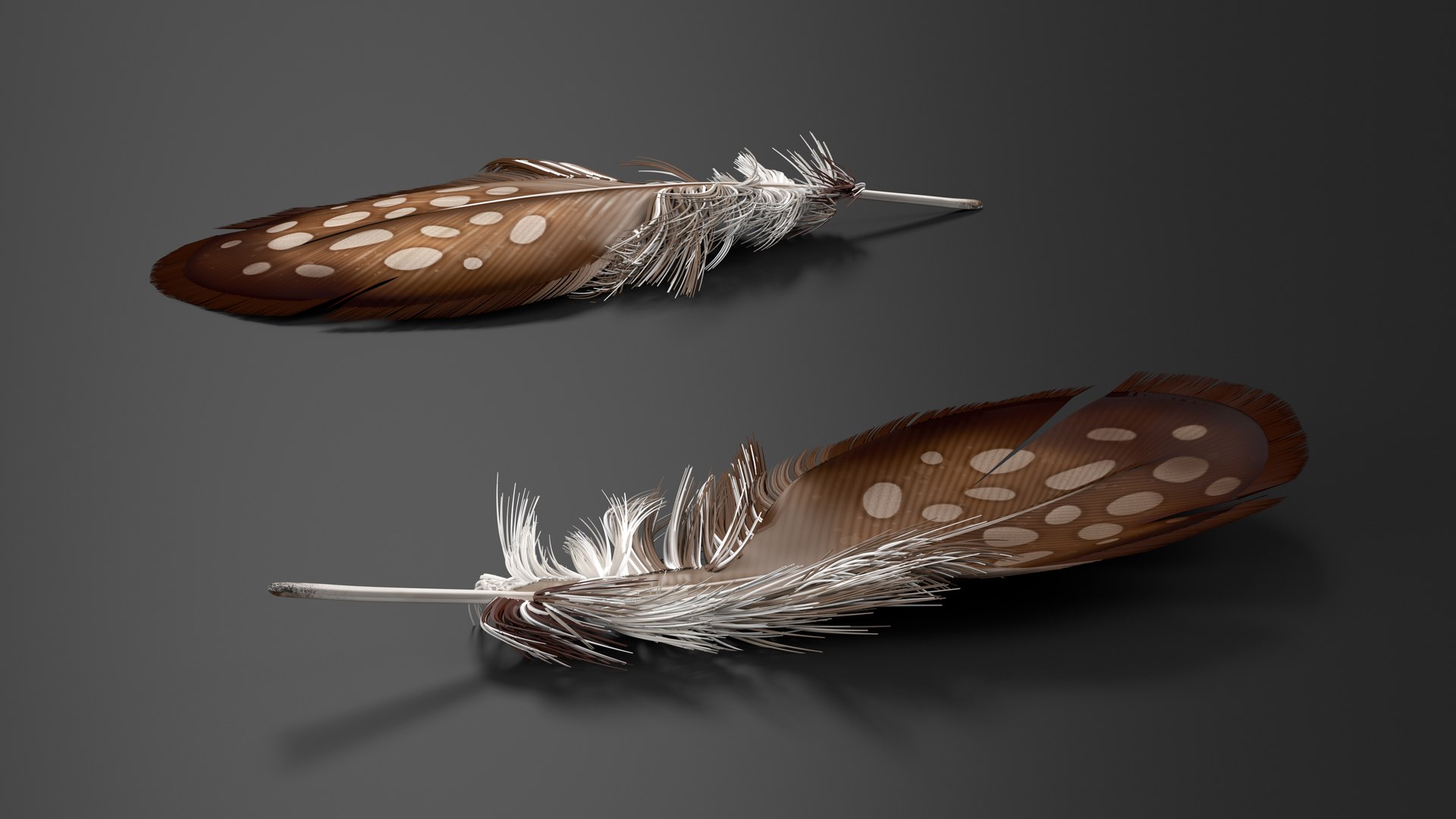 3D Helmeted Gvineafowl Feather Model - TurboSquid 2211807
