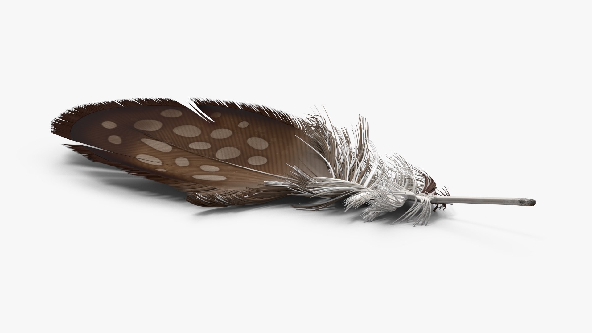 3D Helmeted Gvineafowl Feather Model - TurboSquid 2211807