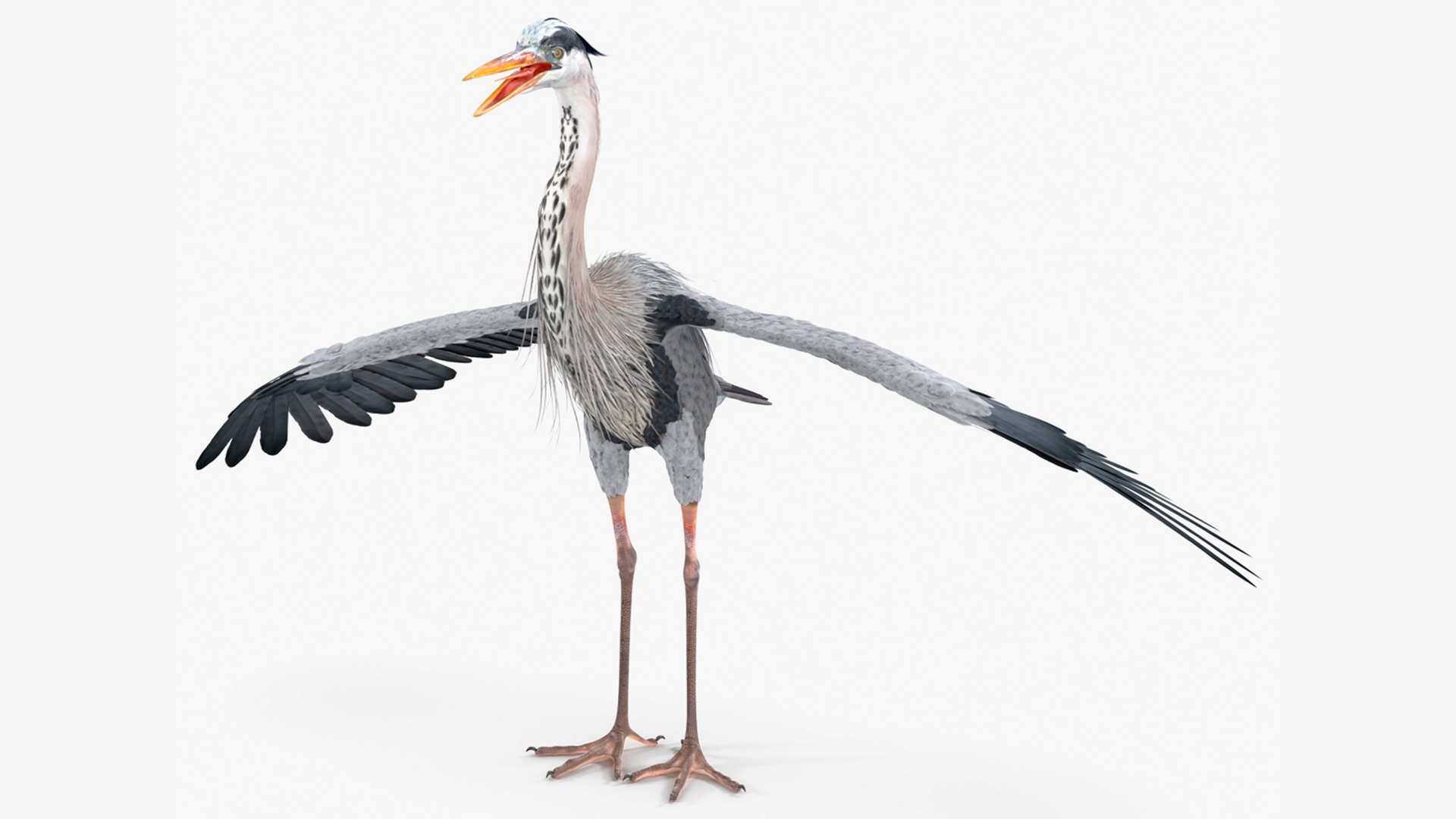 Grey Heron 3D model - TurboSquid 1962184