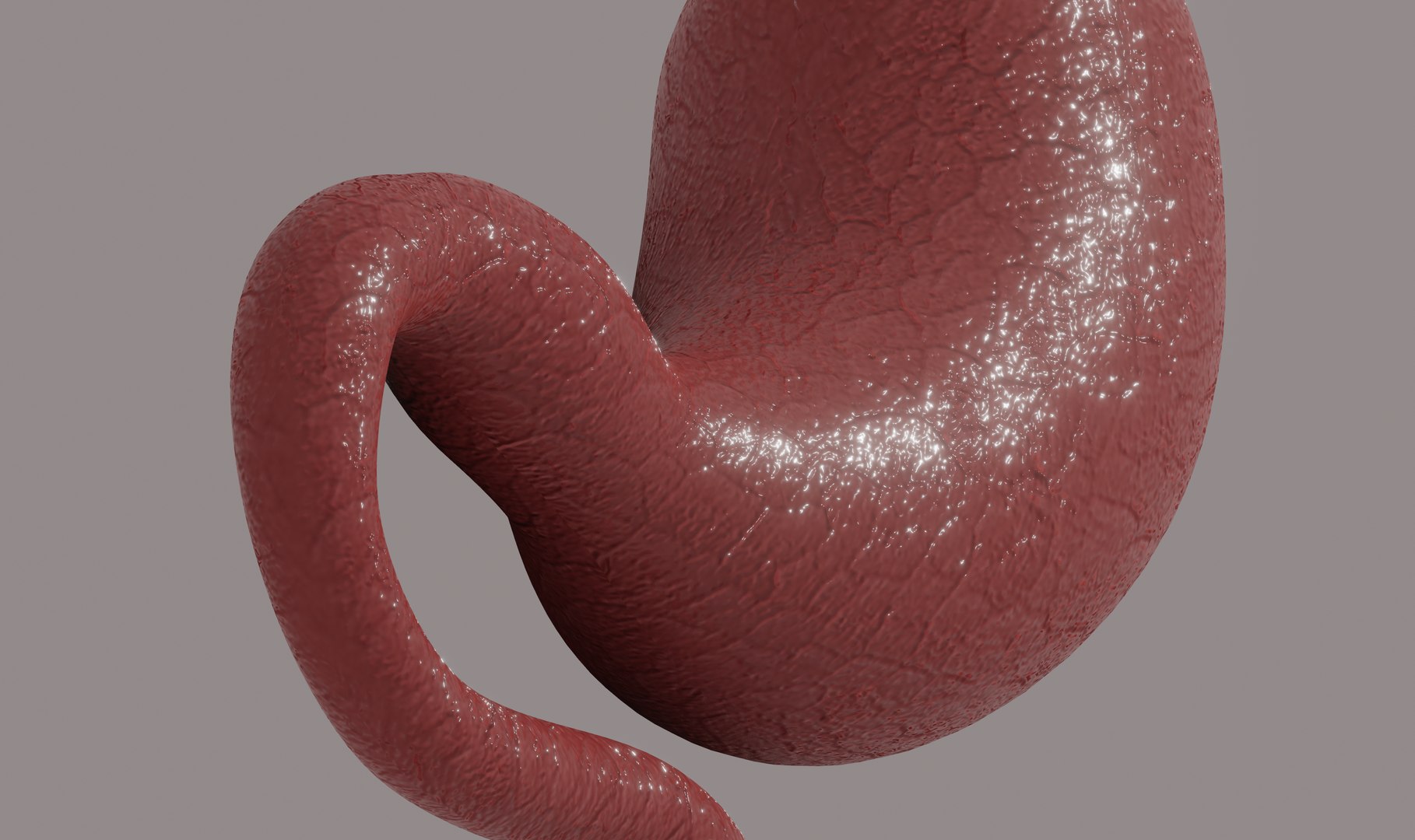 Stomach 3D Model - TurboSquid 2058055