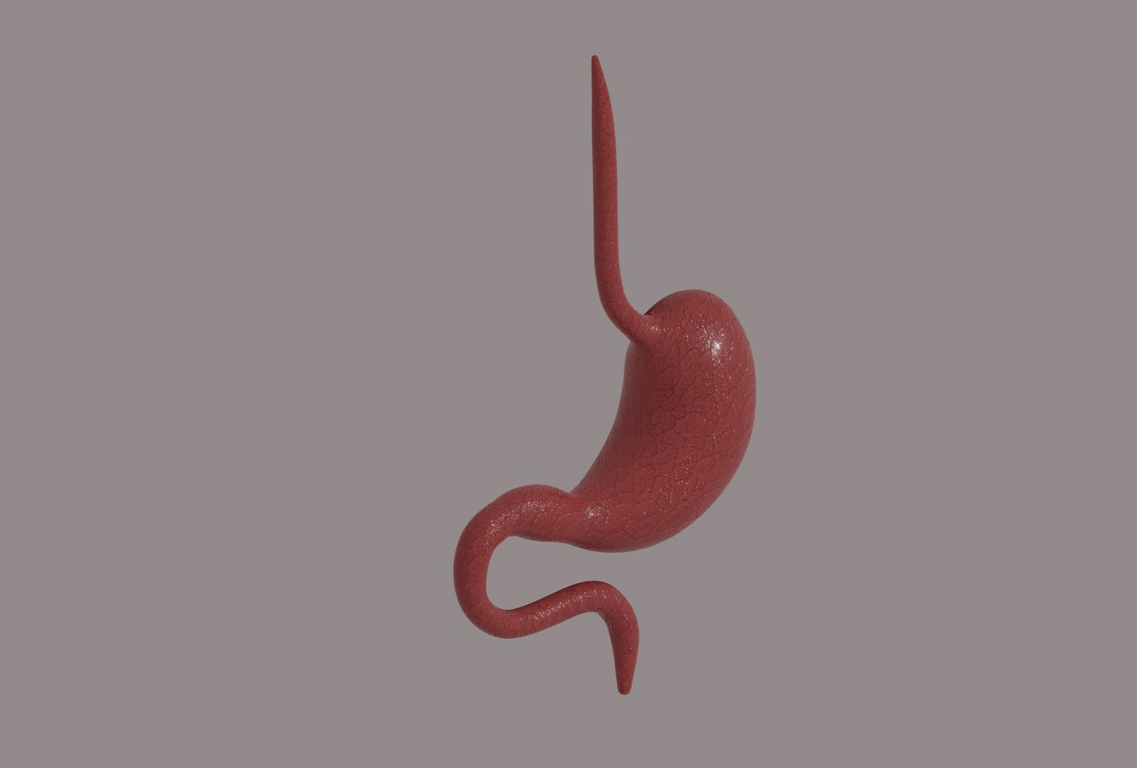 Stomach 3D Model - TurboSquid 2058055