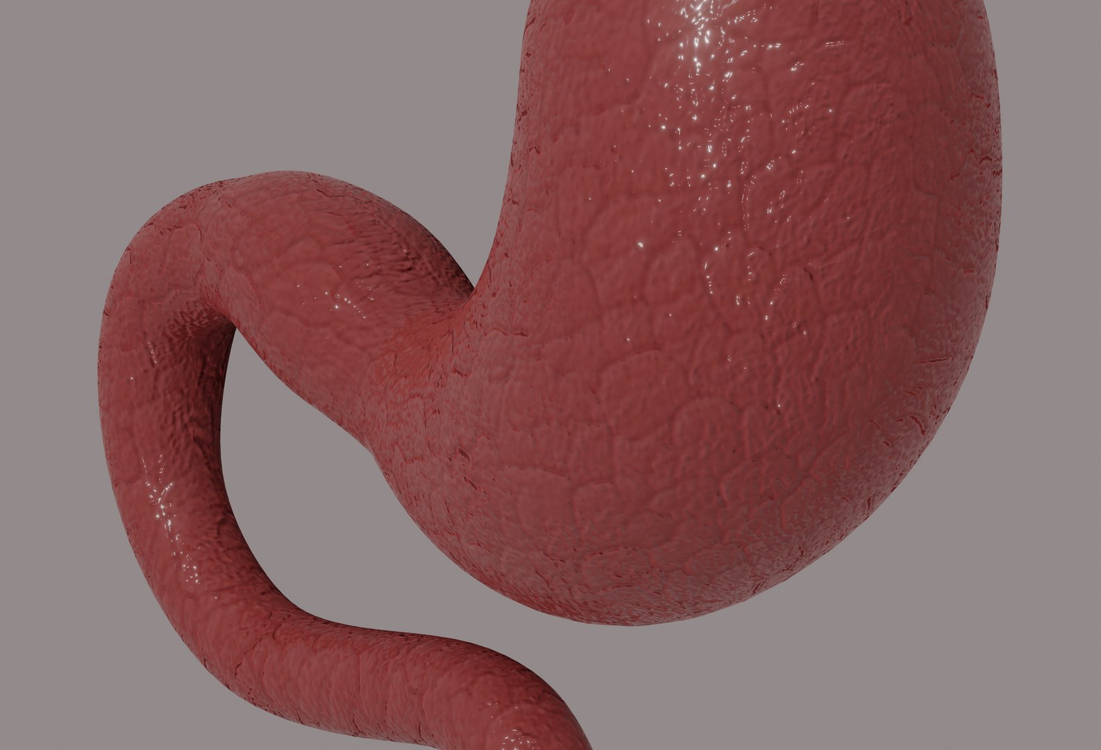 Stomach 3D Model - TurboSquid 2058055