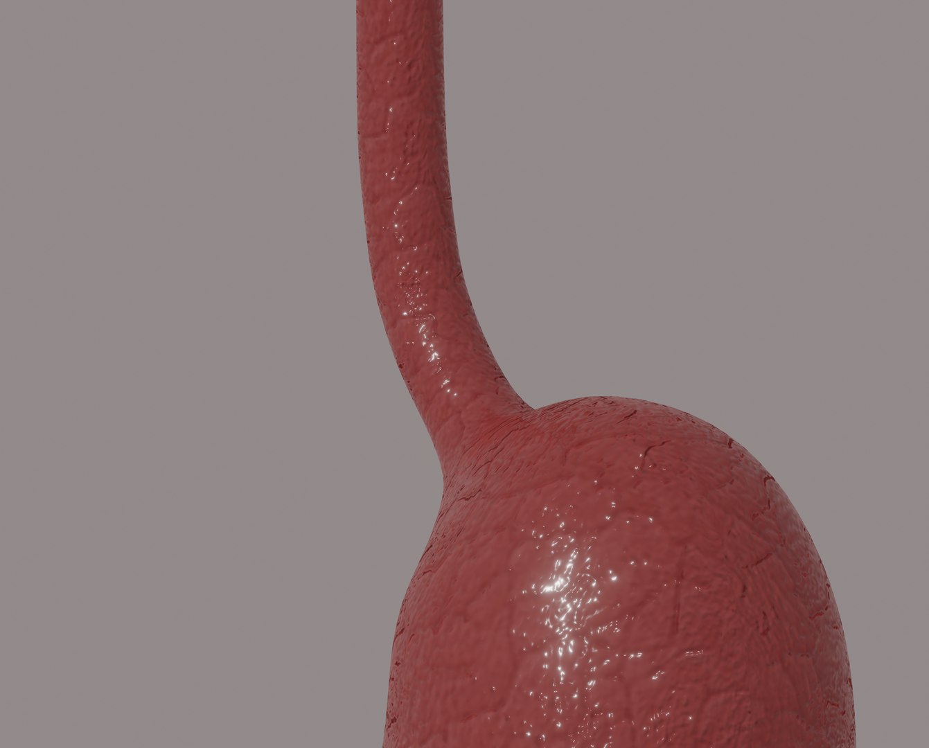 Stomach 3D Model - TurboSquid 2058055