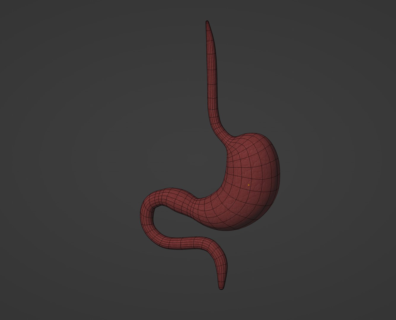 Stomach 3D Model - TurboSquid 2058055