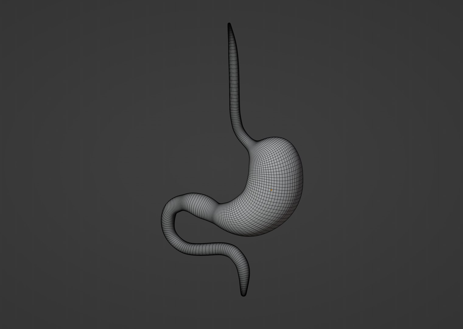 Stomach 3D Model - TurboSquid 2058055