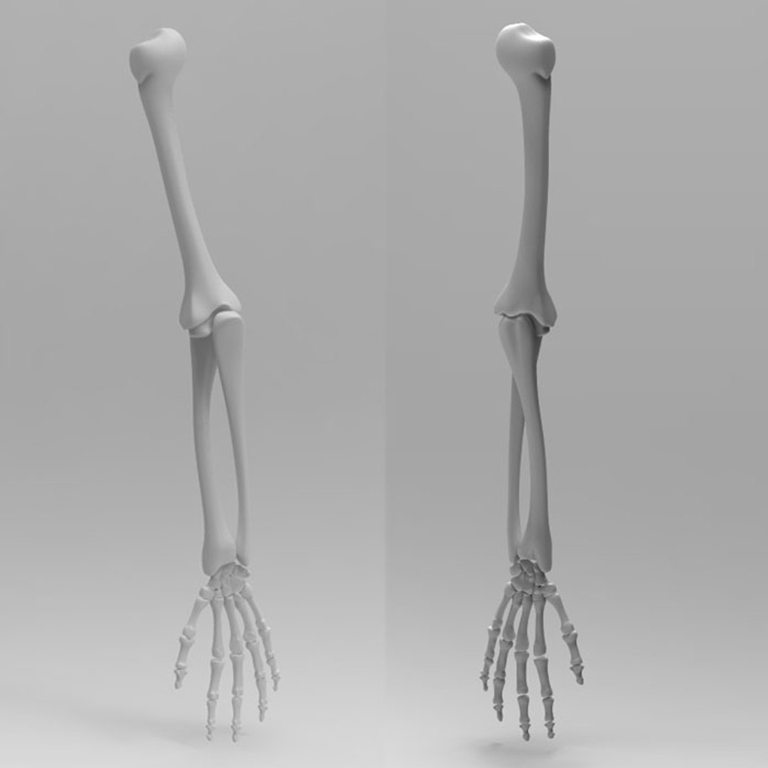 3d Model Human Arm Skeleton