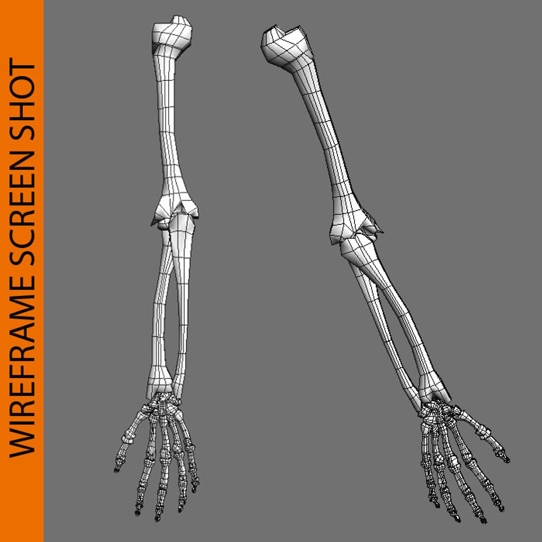 3d Model Human Arm Skeleton