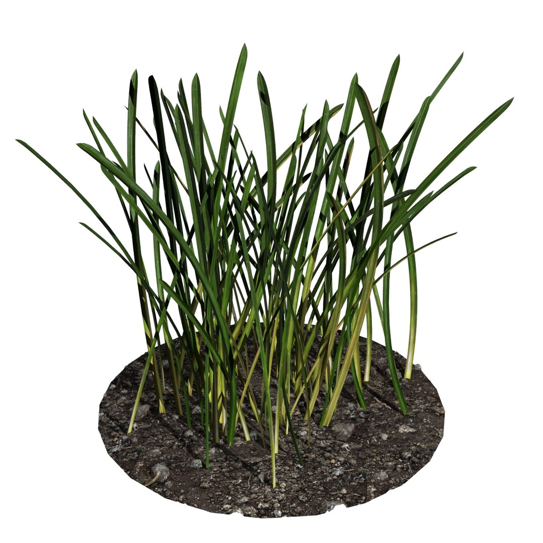 Photorealistic Grass 3d Model