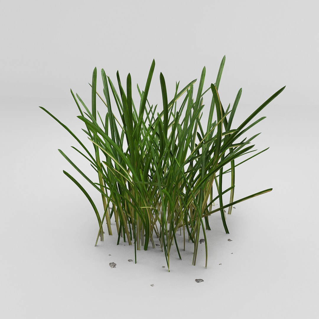 Photorealistic Grass 3d Model