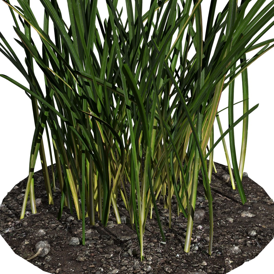 Photorealistic Grass 3d Model