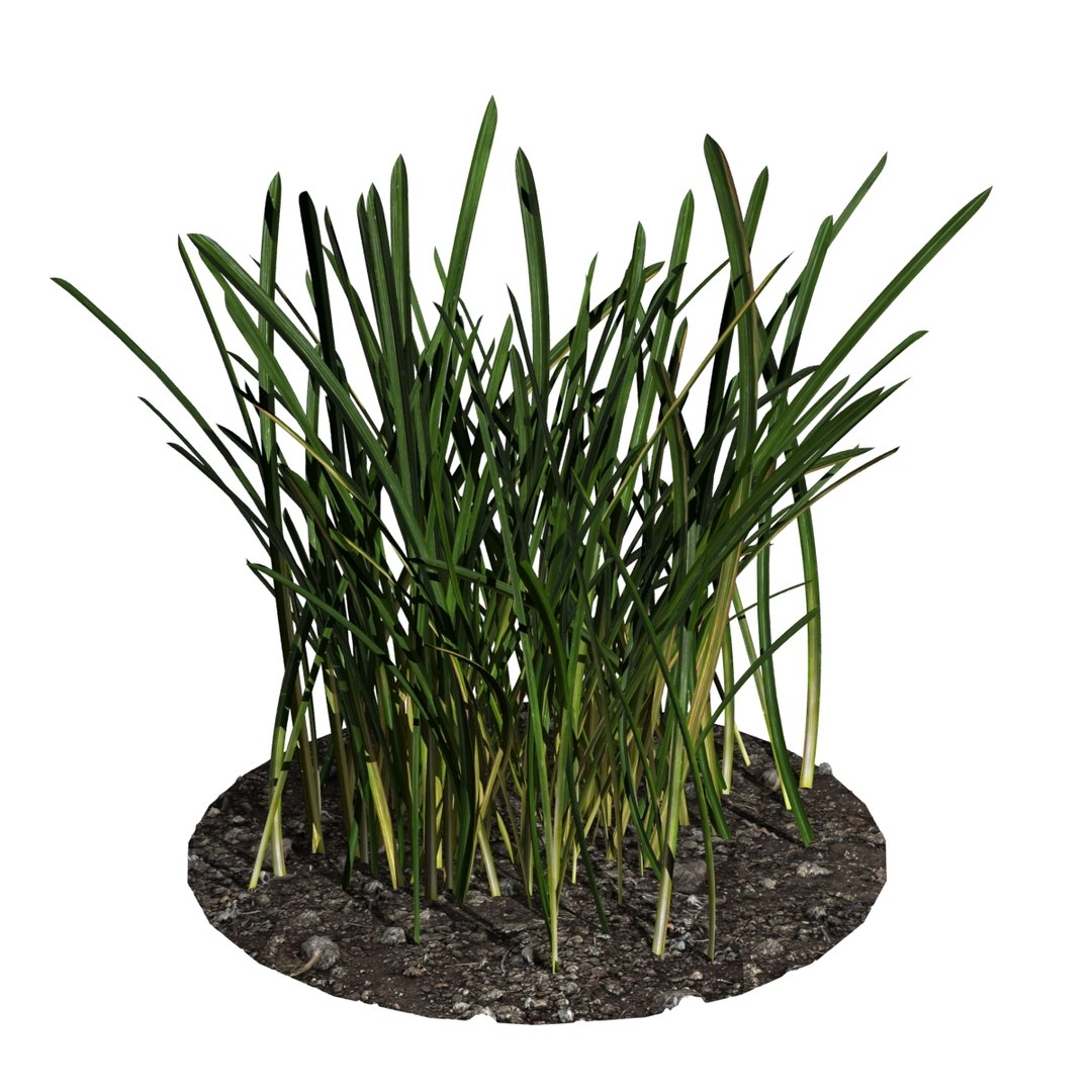 Photorealistic Grass 3d Model