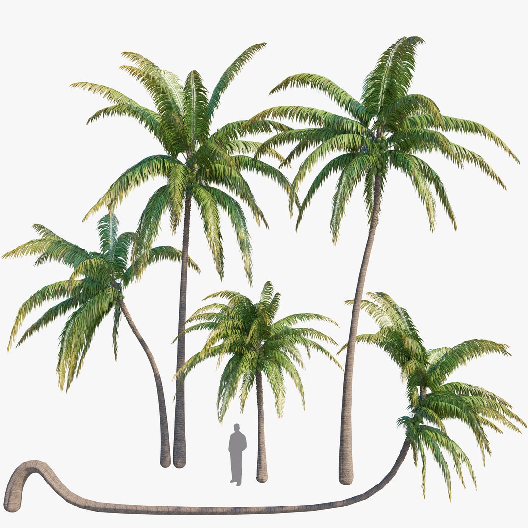 Coconut Palm Trees Collection 3D Model - TurboSquid 2072961