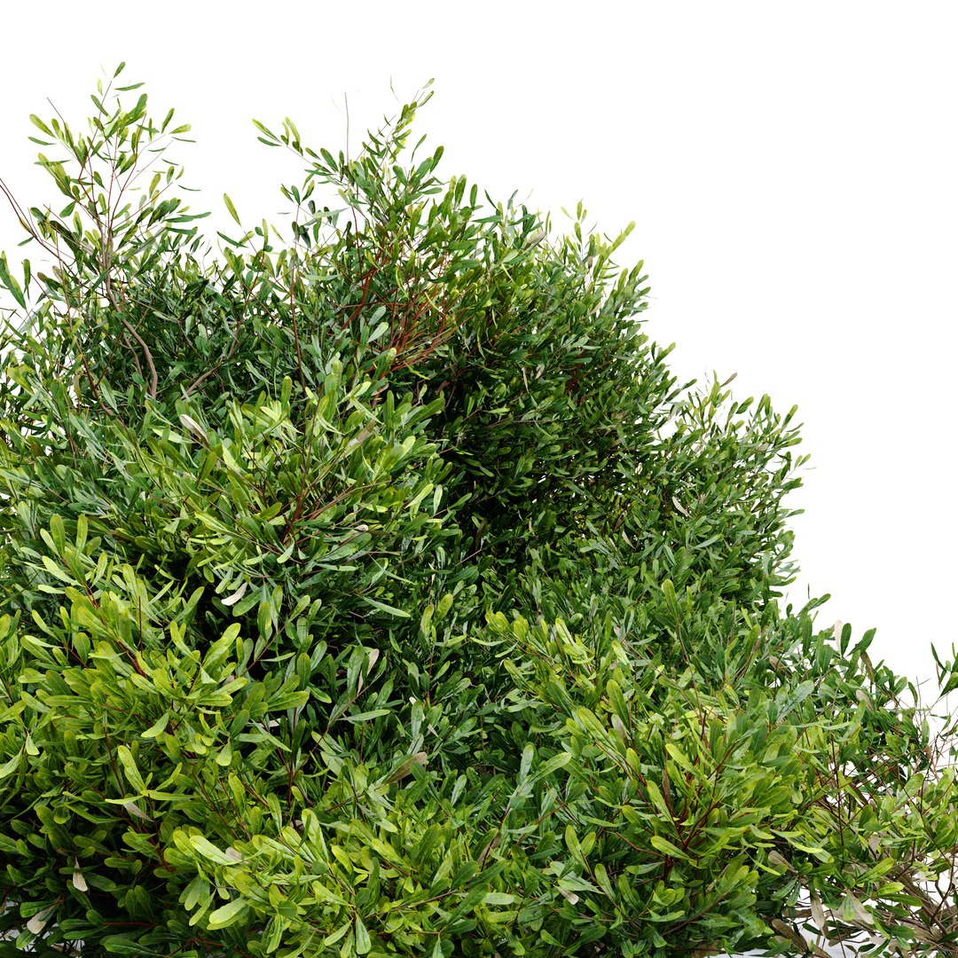 Bayberry Bush 3D Model - TurboSquid 1950348