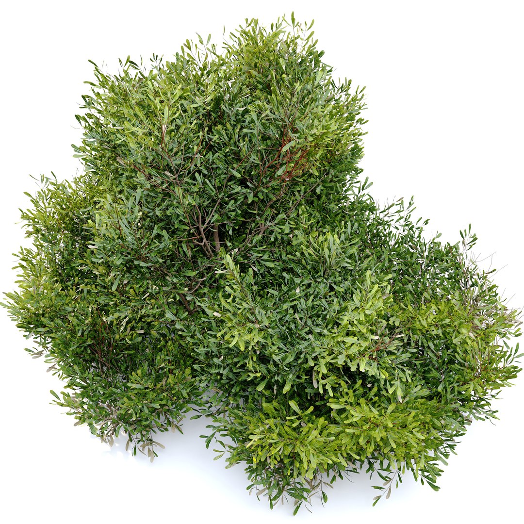 Bayberry Bush 3D Model - TurboSquid 1950348