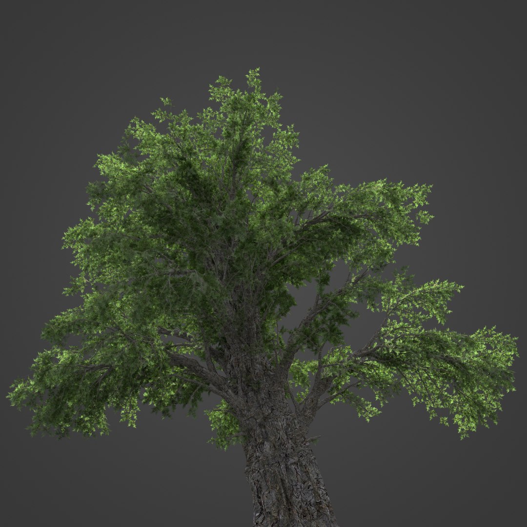 2021 PBR Temple Juniper Collection - Juniperus Rigida 3D Model - TurboSquid 1757499