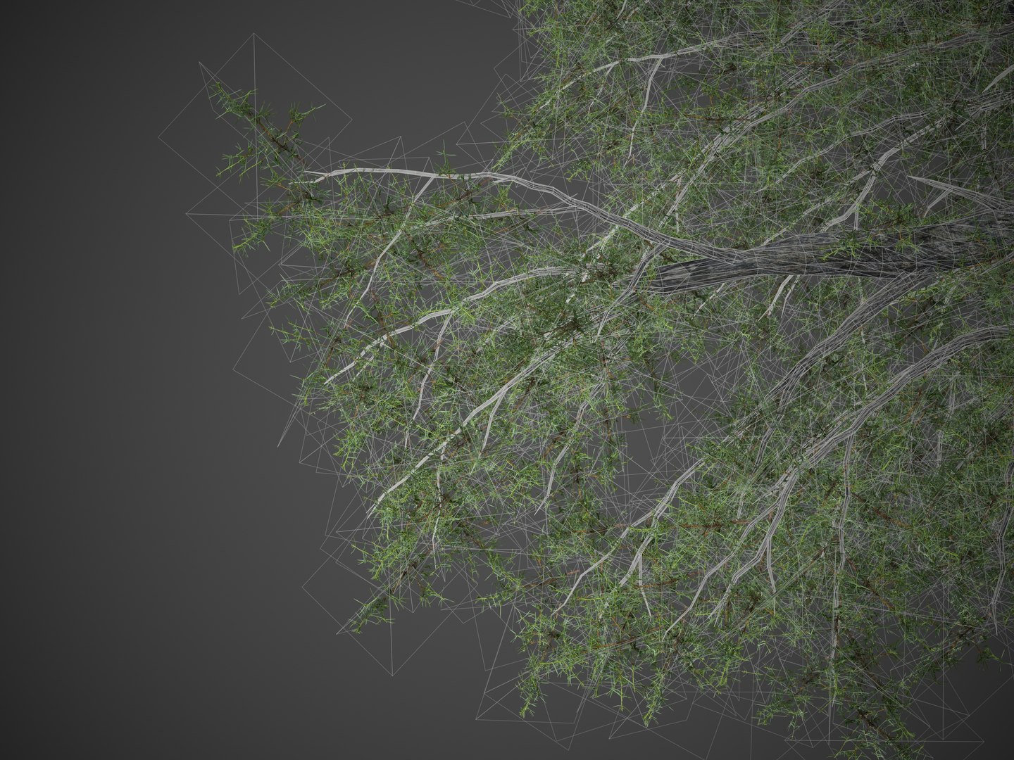 2021 PBR Temple Juniper Collection - Juniperus Rigida 3D Model ...