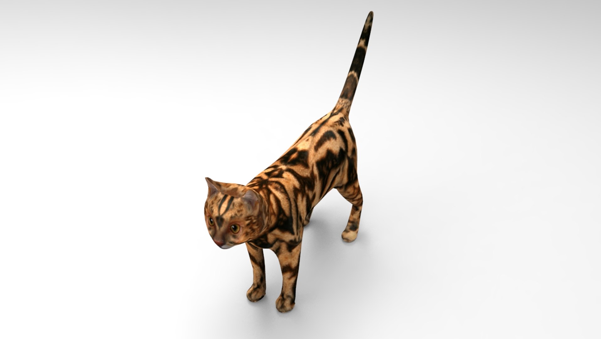 3d Cat Ready Model