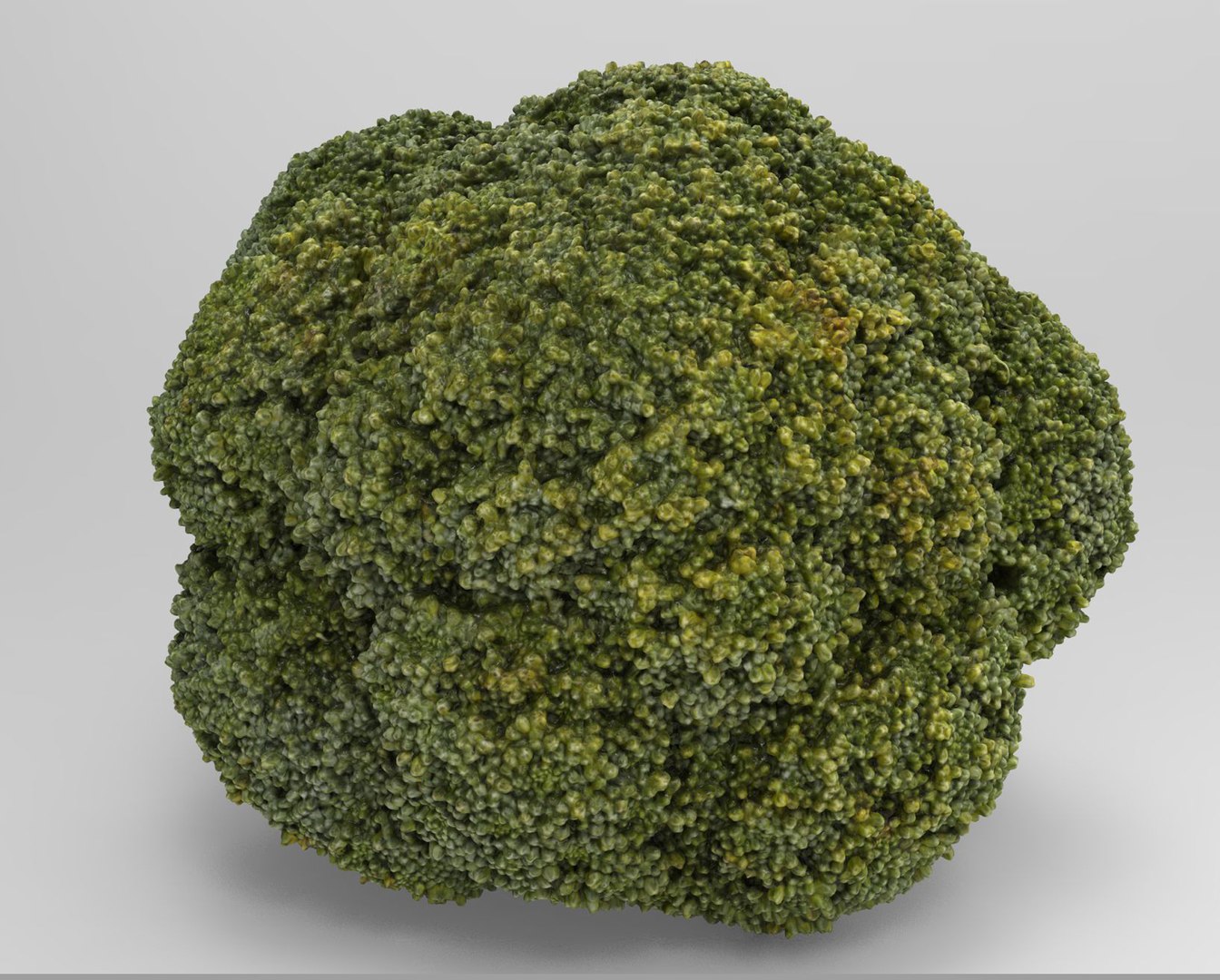 Broccoli 3D Model - TurboSquid 1945557