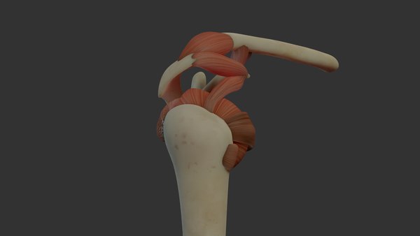 3D Shoulder Ligaments model - TurboSquid 1838969