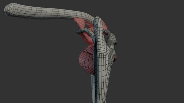 3D Shoulder Ligaments model - TurboSquid 1838969