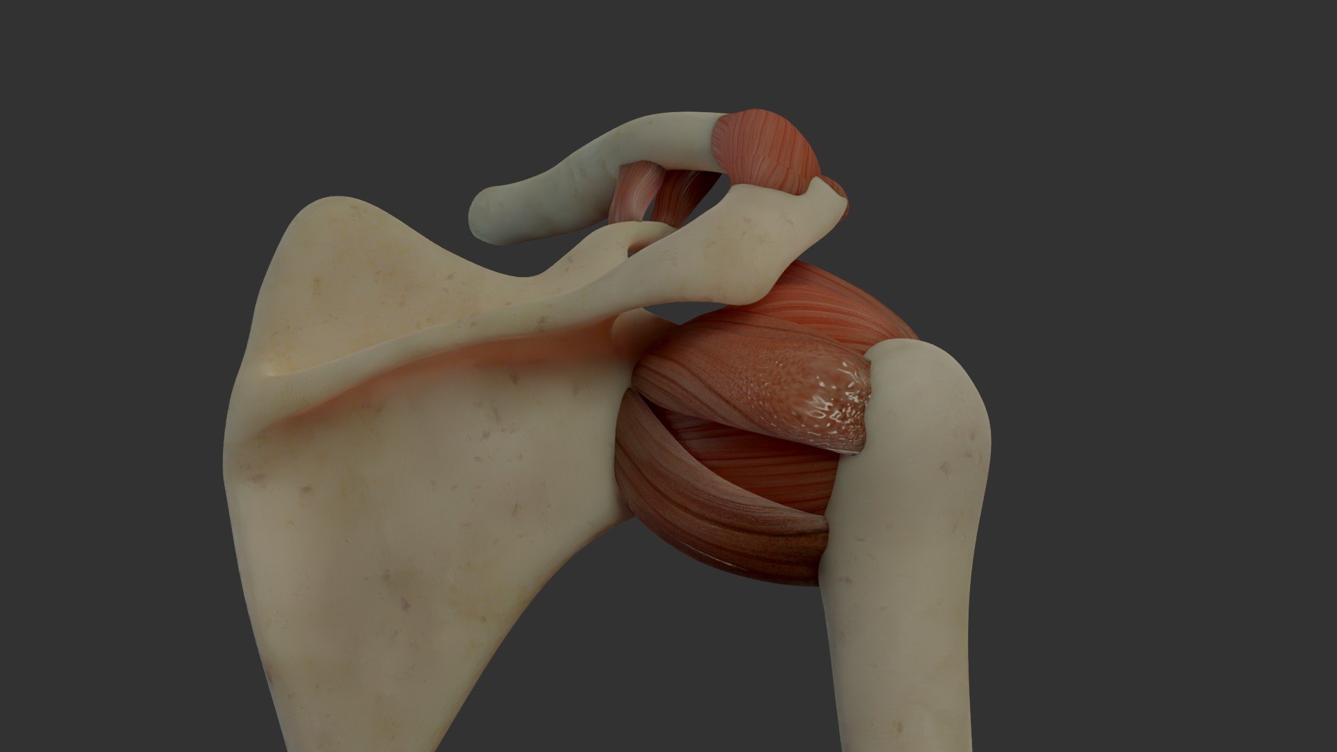 3D Shoulder Ligaments Model - TurboSquid 1838969