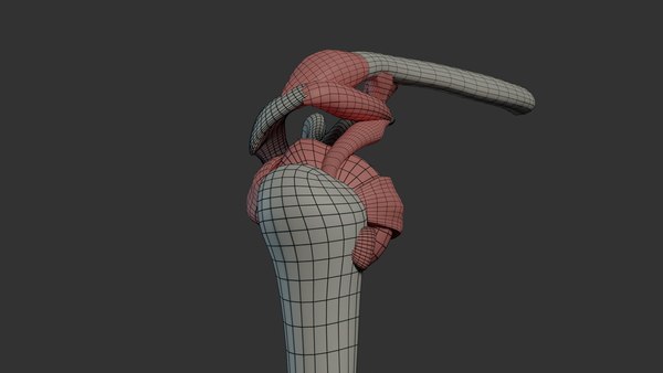 3D Shoulder Ligaments model - TurboSquid 1838969