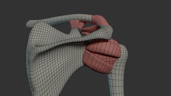 3D Shoulder Ligaments model - TurboSquid 1838969