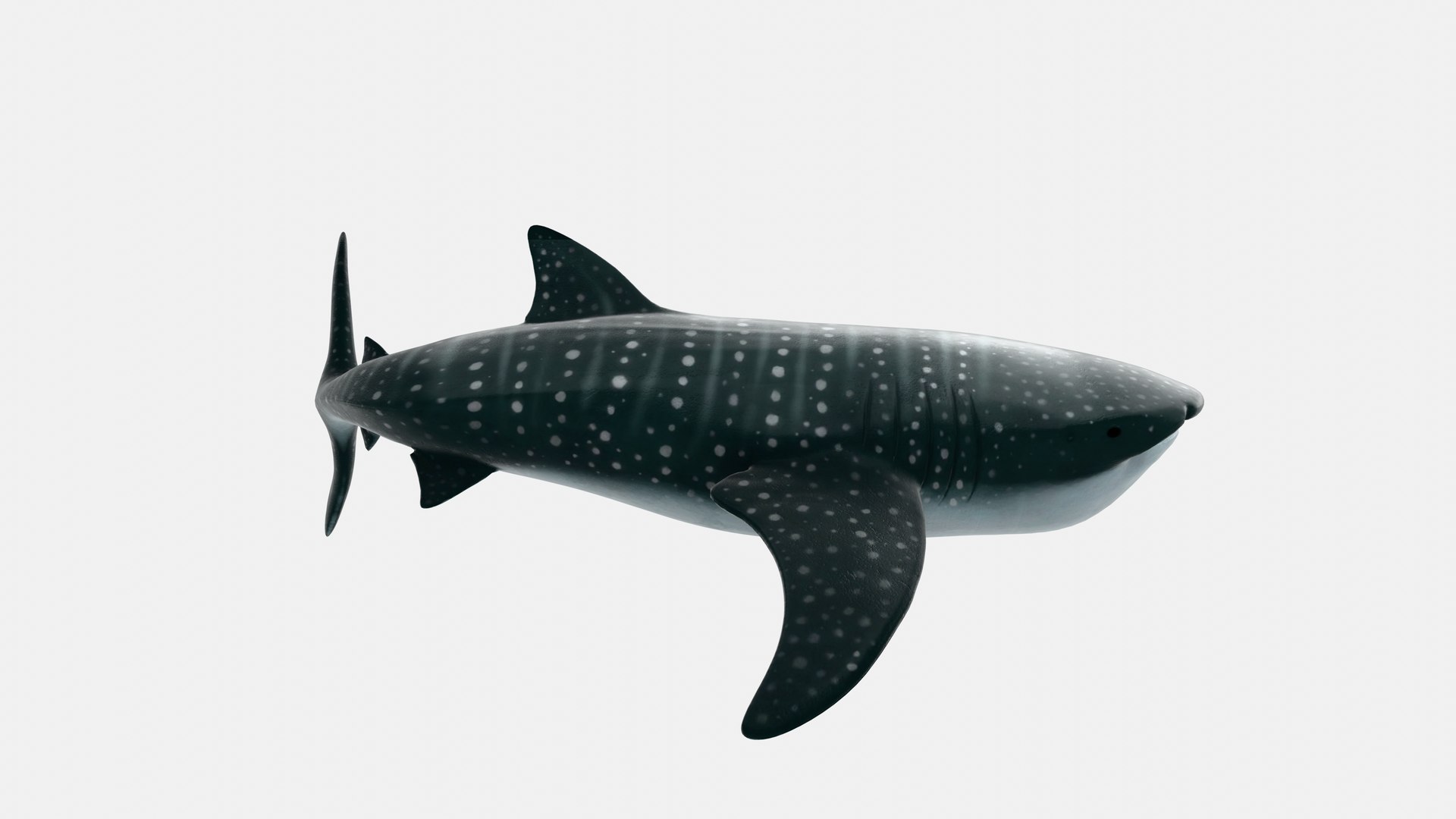 Animated Whale Shark 3D Model Game Ready 3D - TurboSquid 2407310