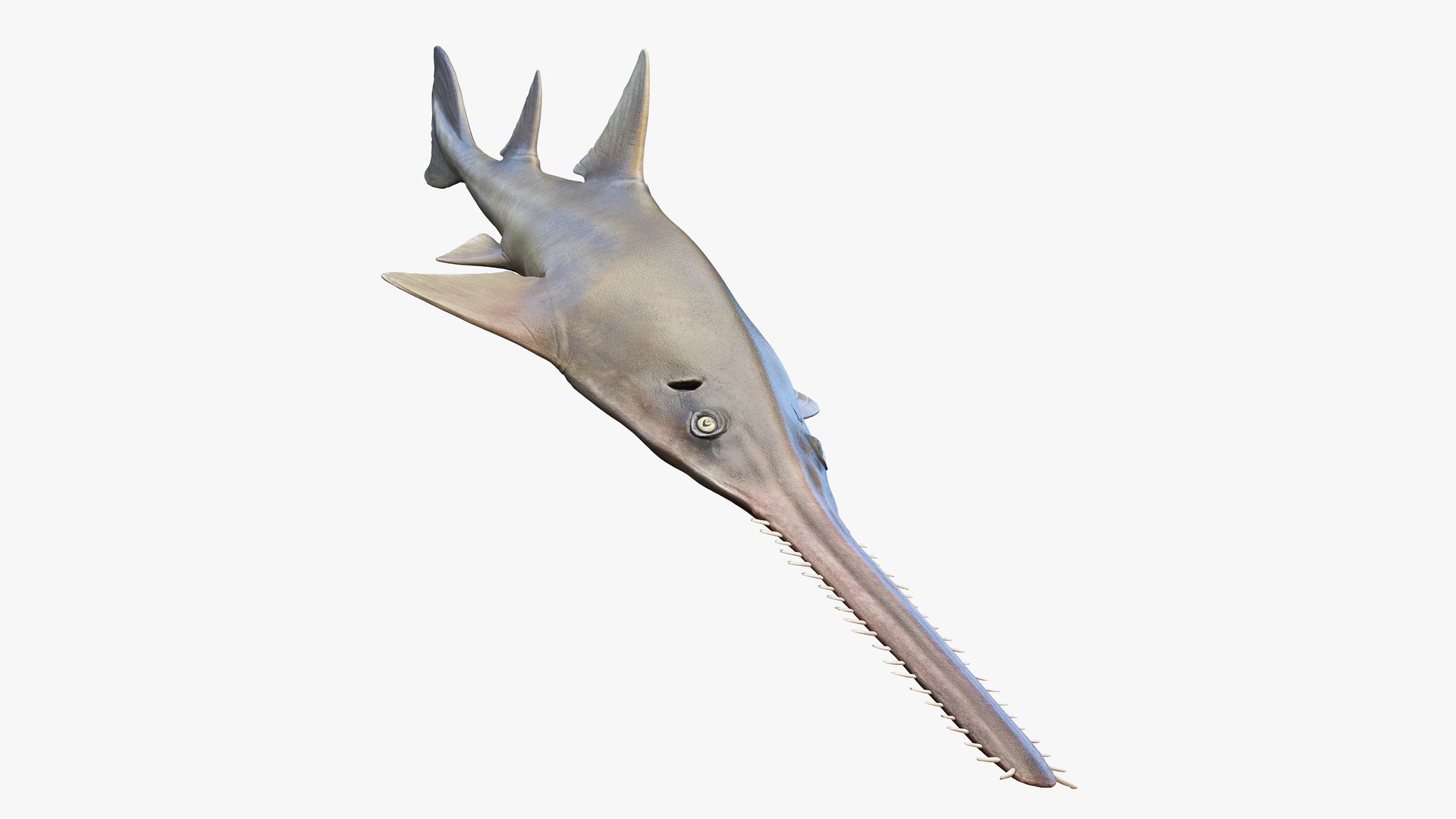 Sawfish Static 3D Model - TurboSquid 2006127