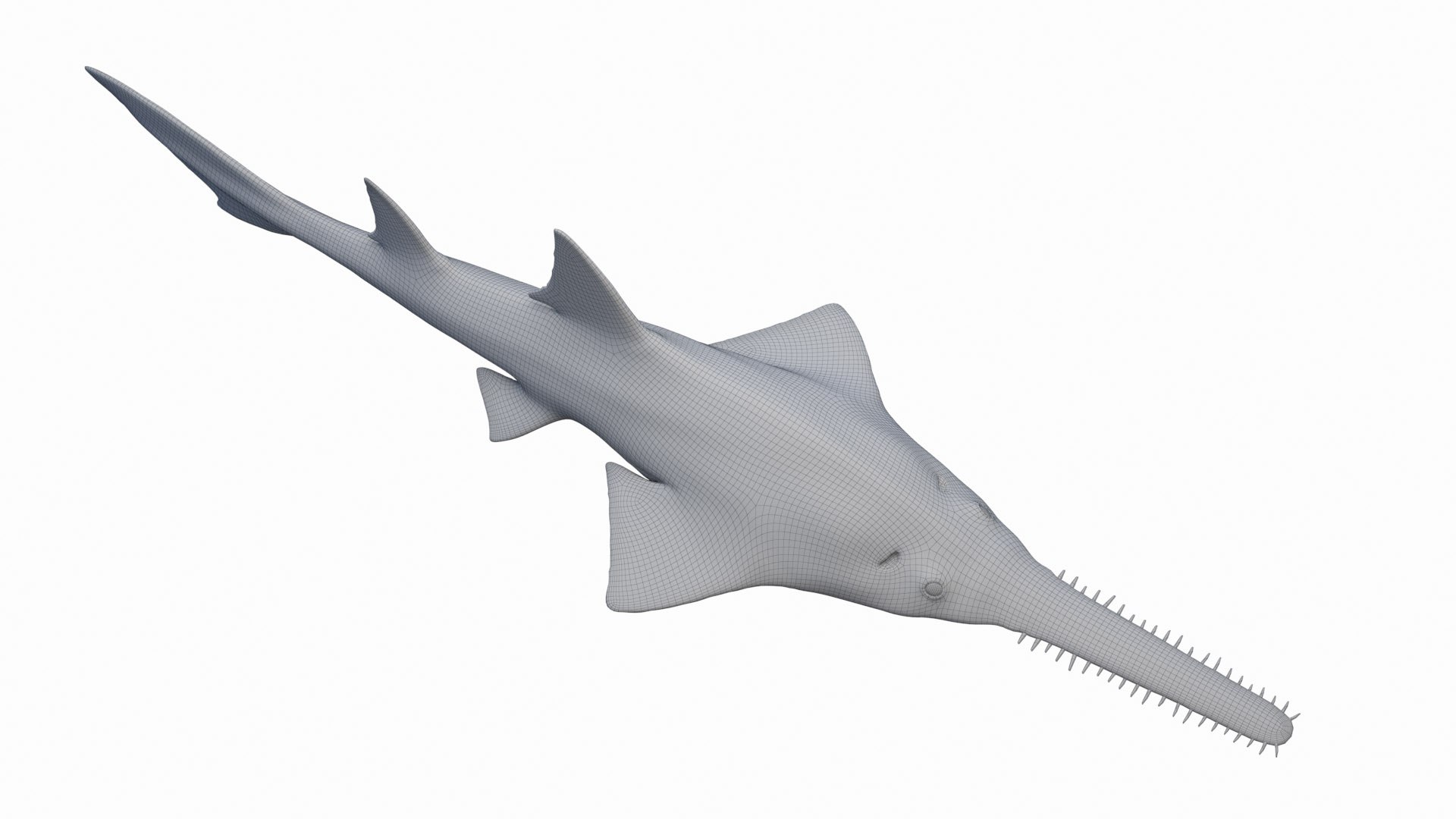 Sawfish Static 3D Model - TurboSquid 2006127