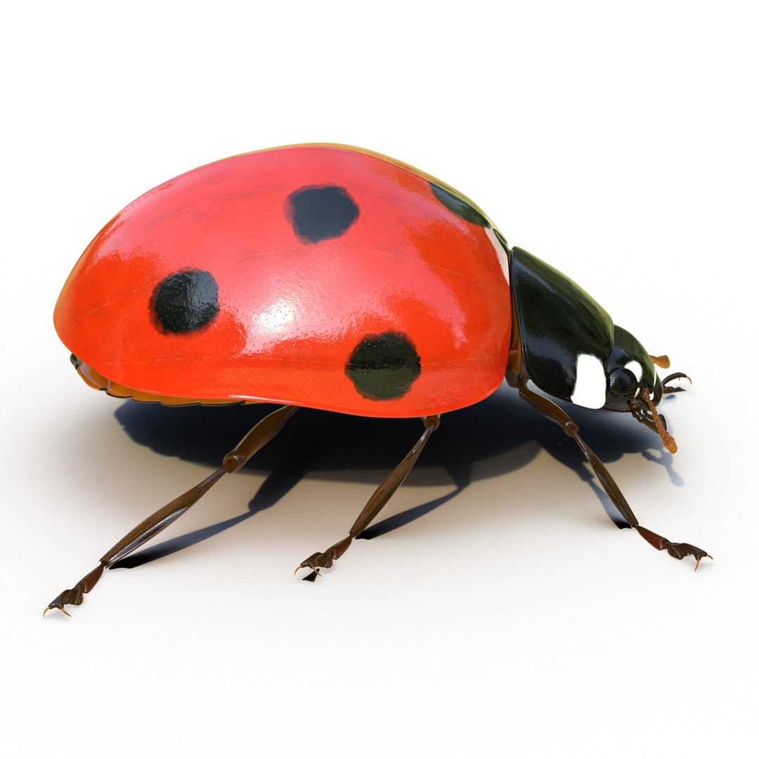 Ladybug Rigged 3D Model - TurboSquid 1519354