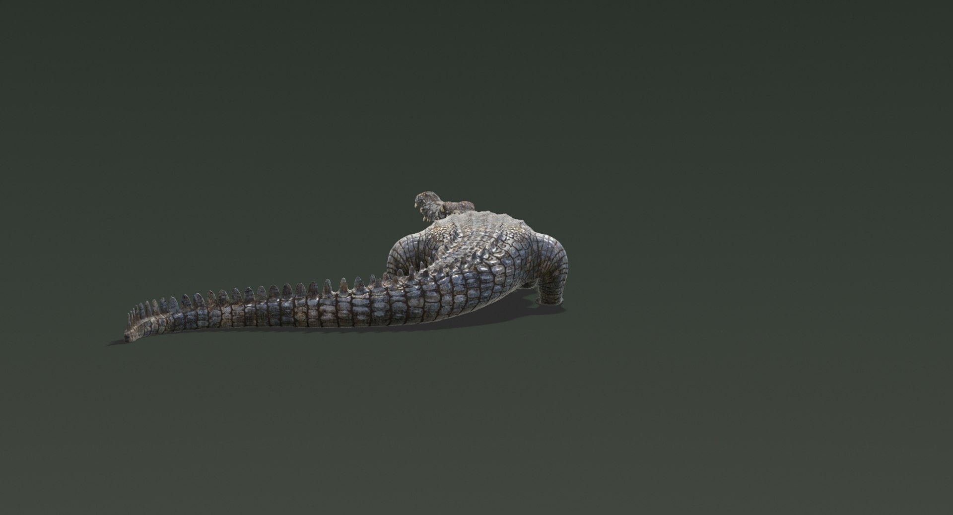3D Realistic Crocodile Rigged Animation - TurboSquid 1278469