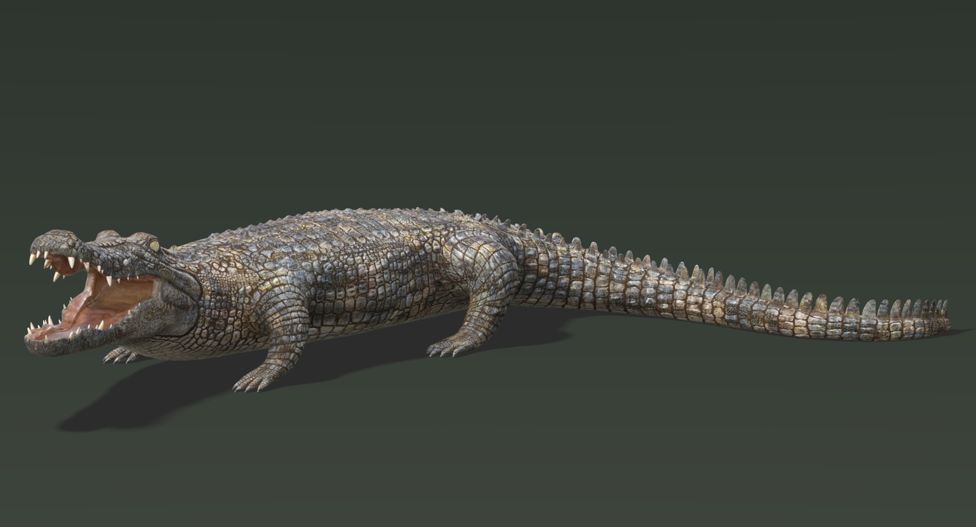 3D Realistic Crocodile Rigged Animation - TurboSquid 1278469