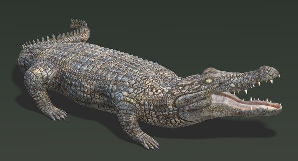 3D realistic crocodile rigged animation - TurboSquid 1278469