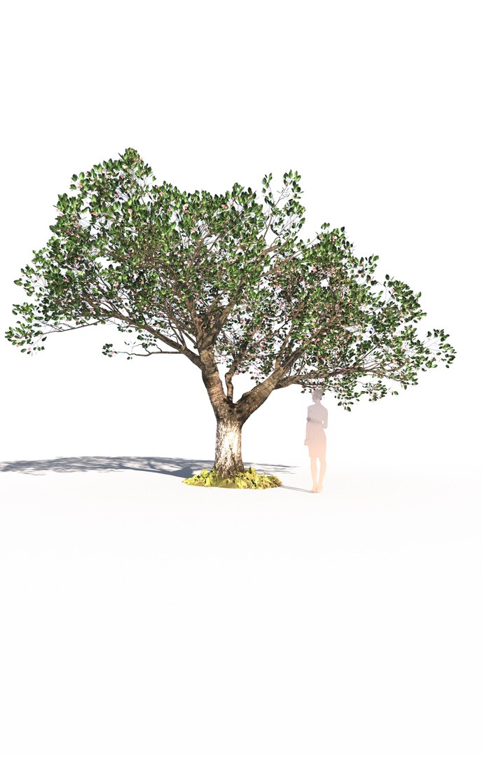 Collection Of 5 Cherry Trees Prunus Avium 3D Model - TurboSquid 1779582
