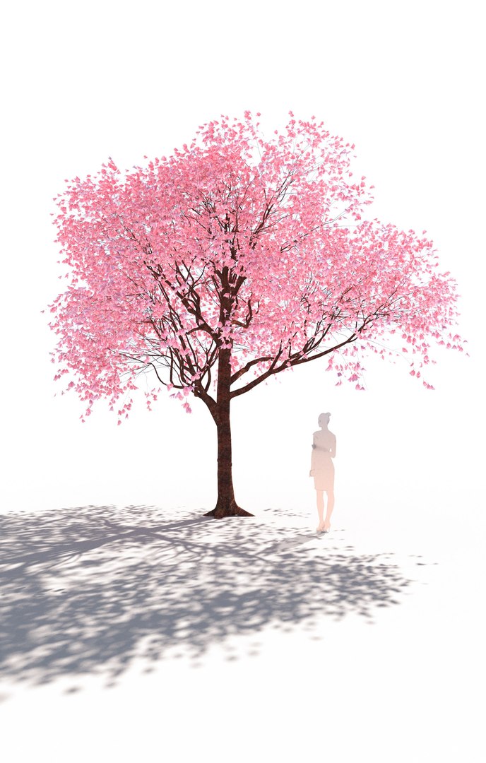 Collection Of 5 Cherry Trees Prunus Avium 3D Model - TurboSquid 1779582