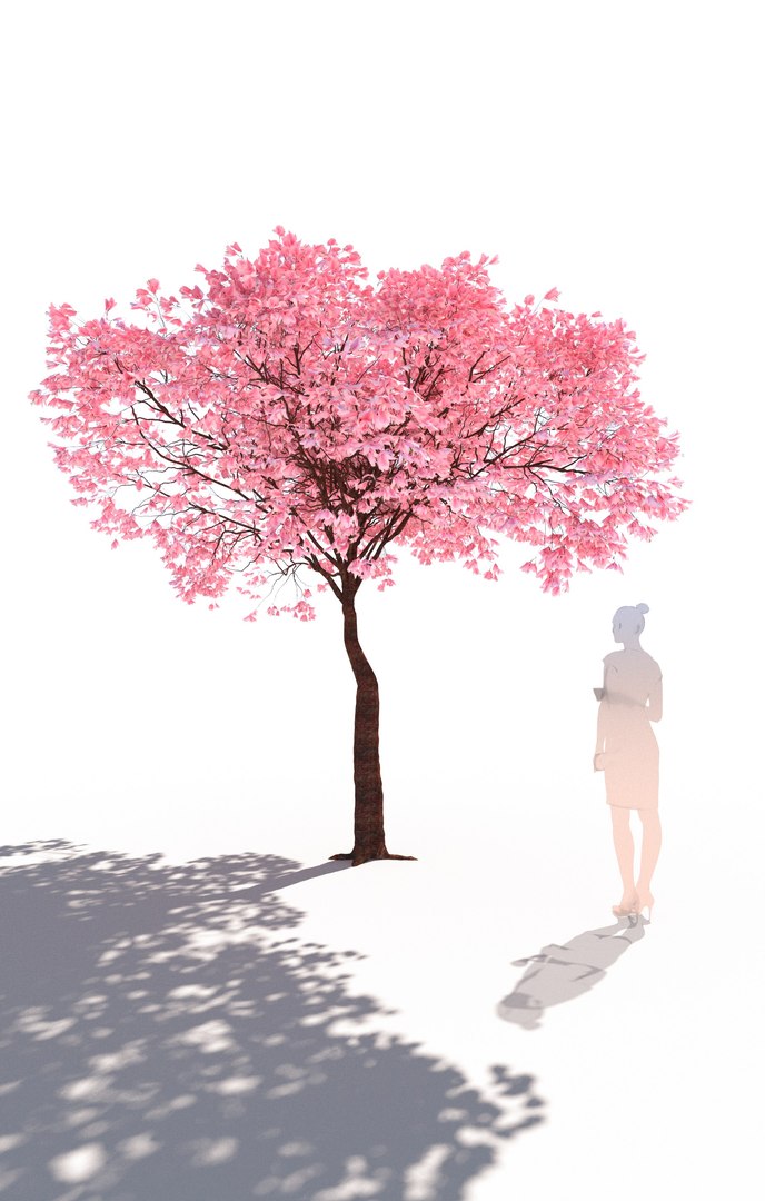 Collection Of 5 Cherry Trees Prunus Avium 3D Model - TurboSquid 1779582