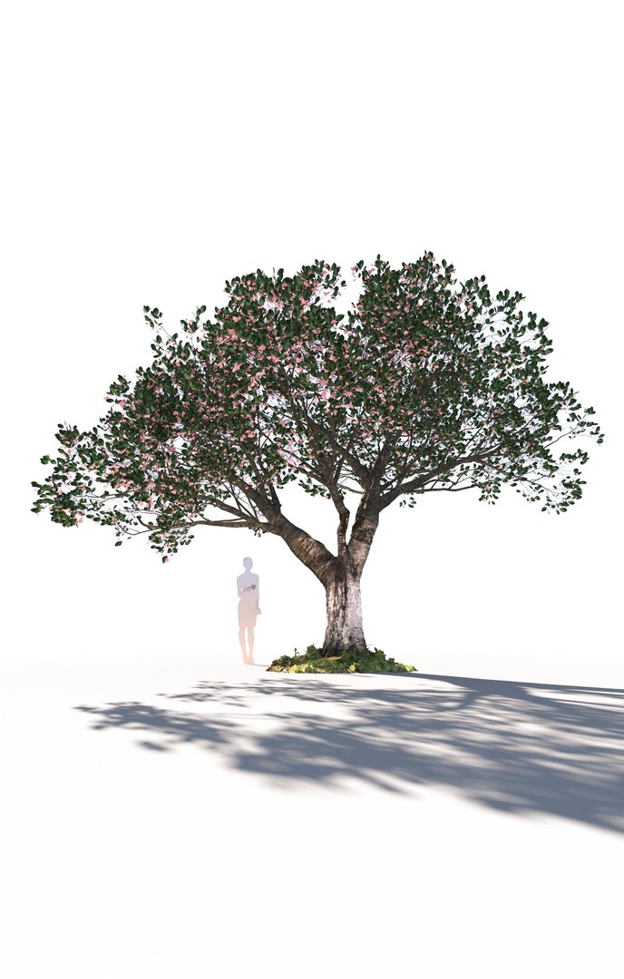 Collection Of 5 Cherry Trees Prunus Avium 3D Model - TurboSquid 1779582