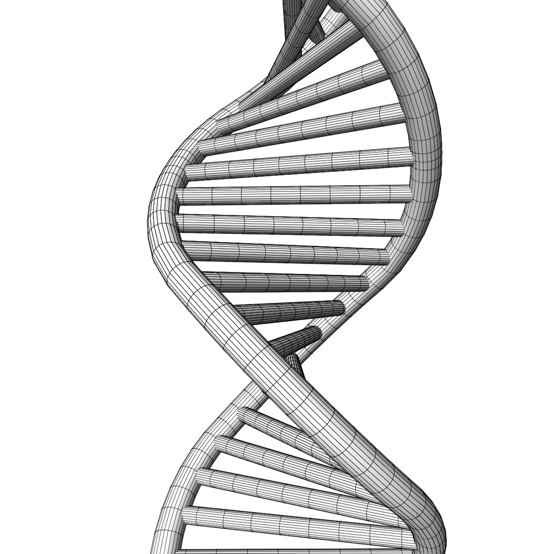 Free dna 3D model - TurboSquid 1521540