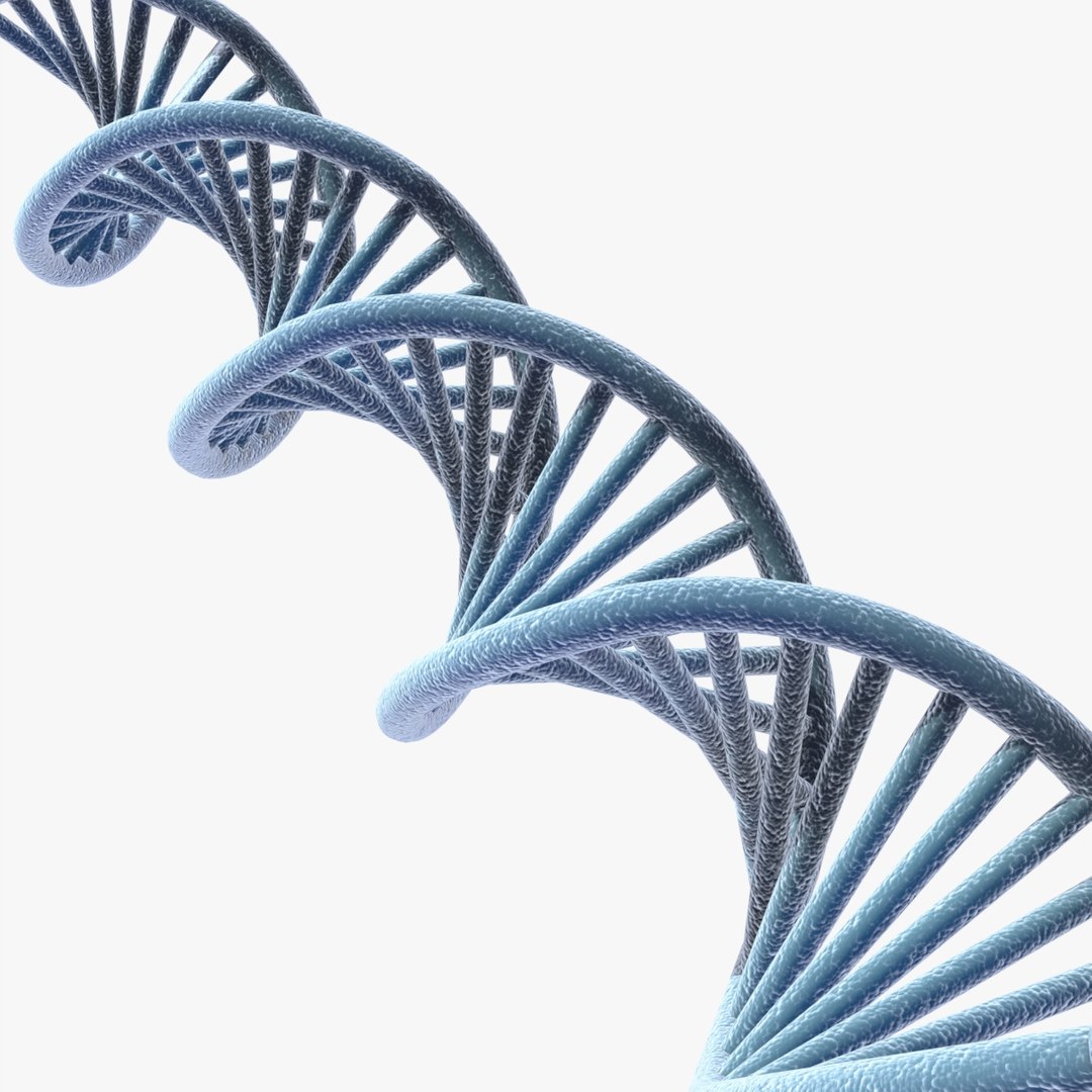 Free Dna 3D Model - TurboSquid 1521540
